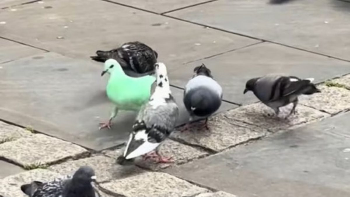 Pombo de cor verde neon preocupa moradores e viraliza na internet; veja ...