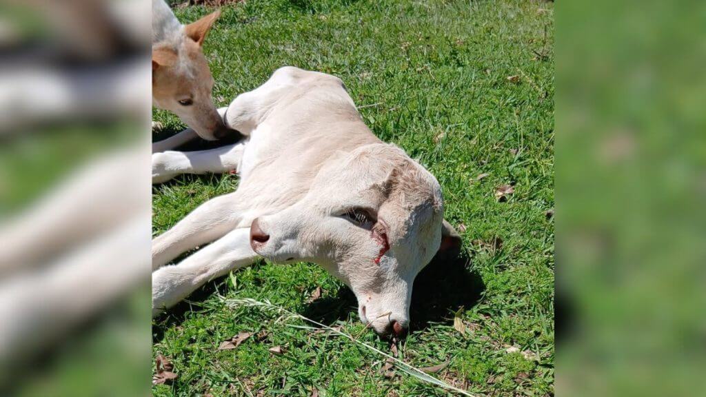 FOTOS: Bezerra nasce com duas caras em pequena cidade de SC